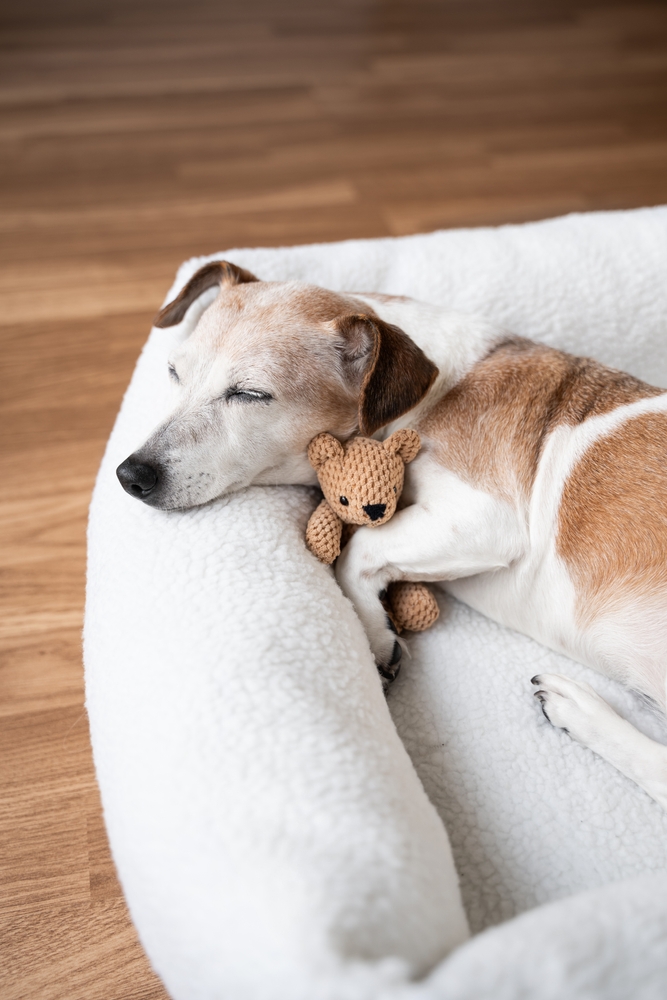 Mastering Conditioned Relaxation with Dogs