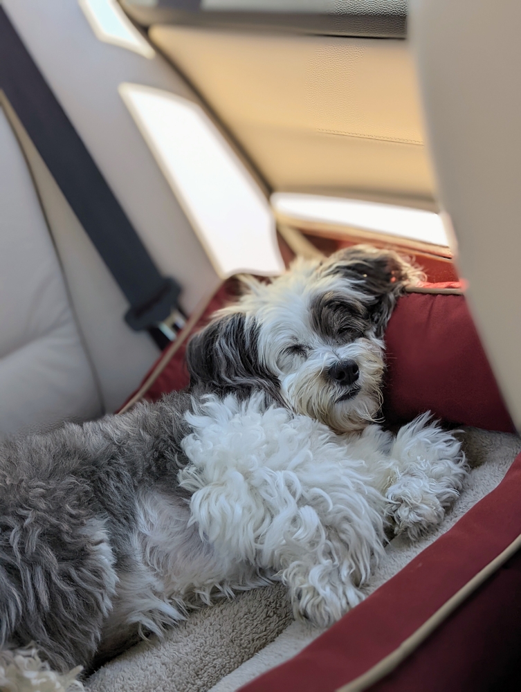 Mastering Conditioned Relaxation with Dogs